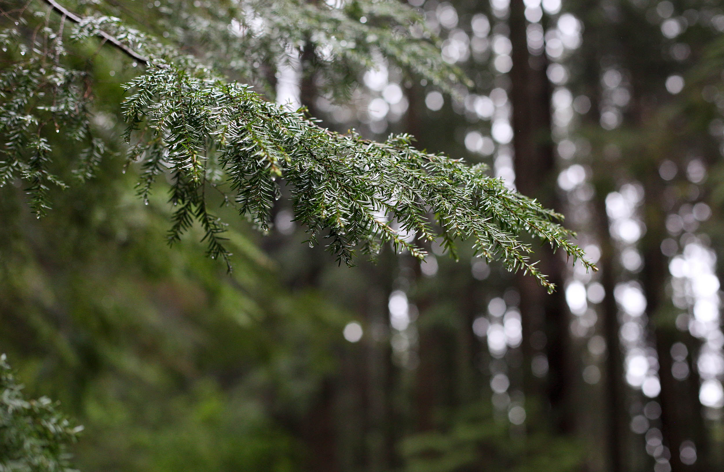 Easy Nature Walks Close to Vancouver | MONTECRISTO