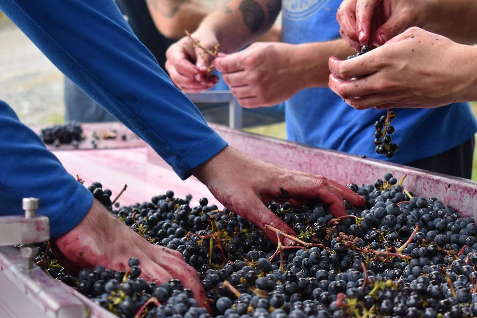 Meet the Winemakers Rethinking B.C.’s Once-Maligned Hybrid Grapes ...