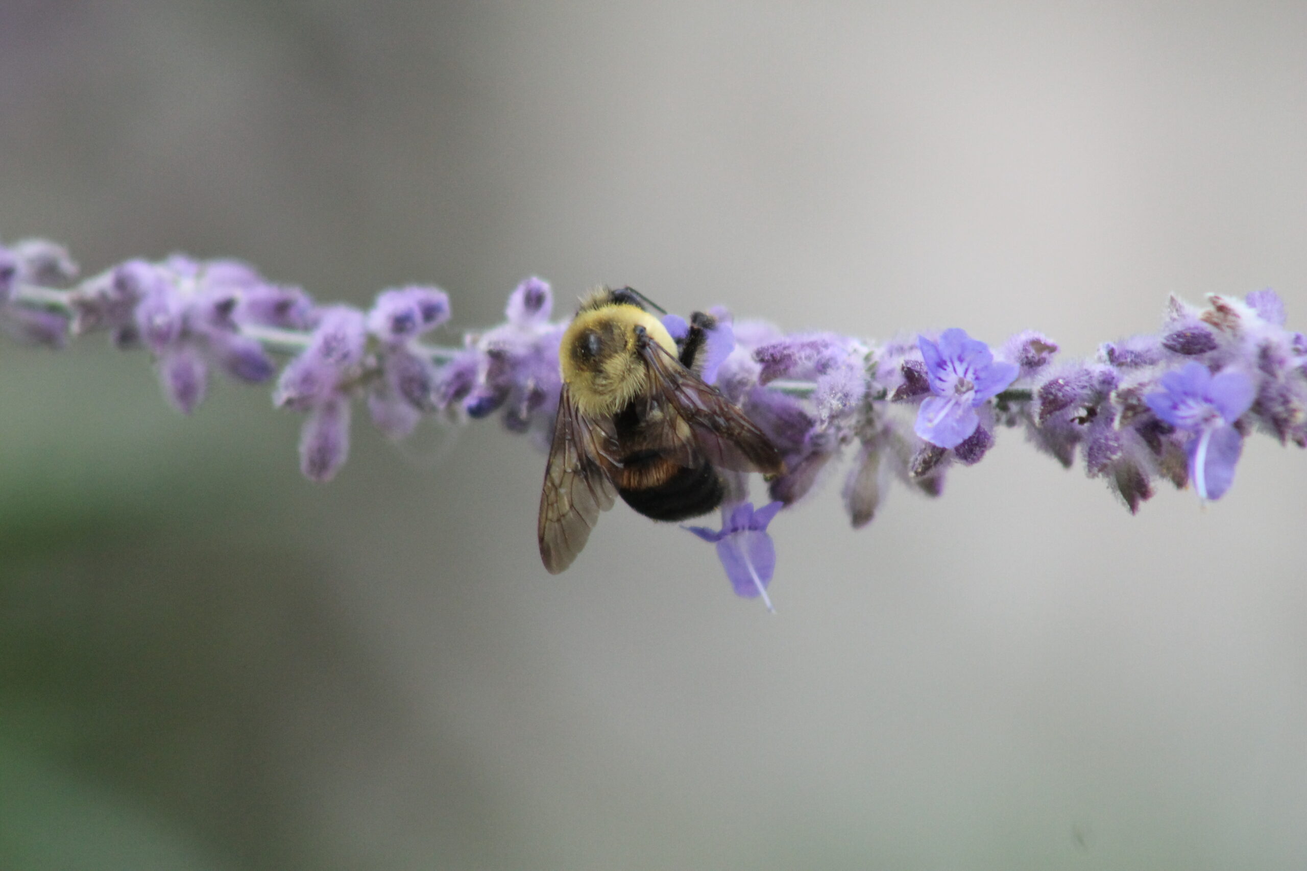 Canada’s Bees Need Our Love. And Not Just the Honey Bees | MONTECRISTO