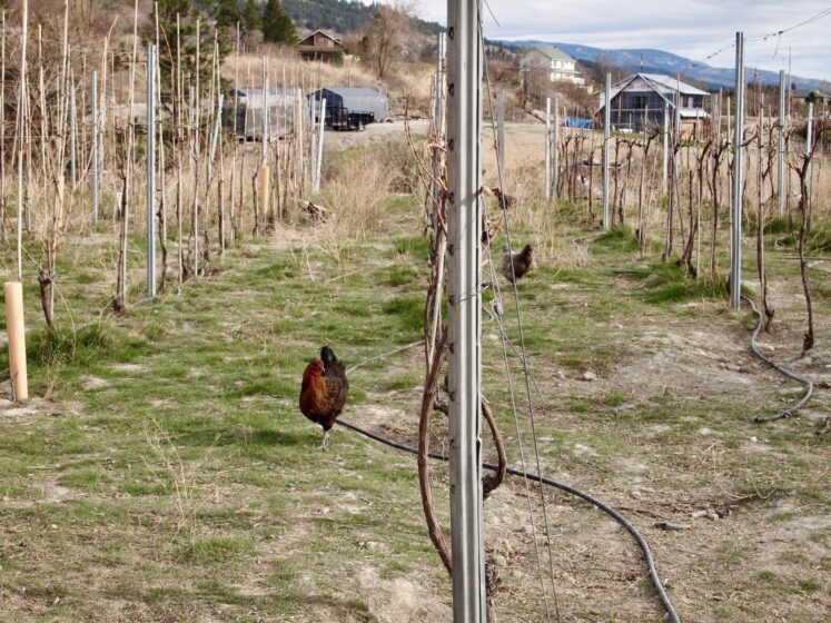 The Okanagan Is B.C.’s Wild West of Natural Winemaking | MONTECRISTO